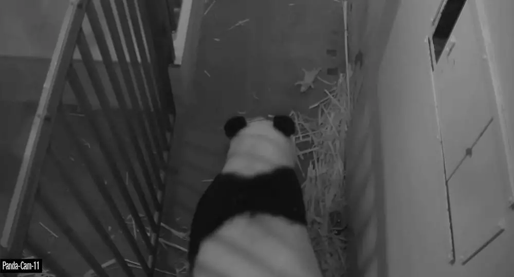 Je to chlapec! Mláďa pandy splodil Tian Tian z národnej zoologickej záhrady (Video)