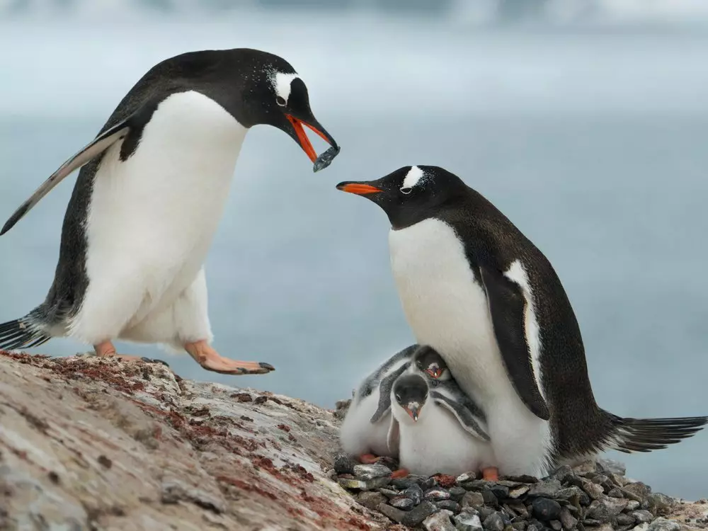 Pingüíns Gentoo