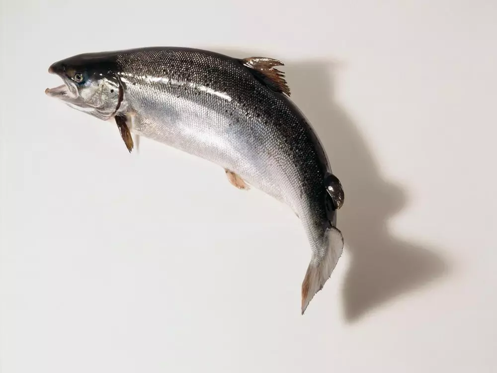 Ihe ise ị ga-amata gbasara Salmon Mebere Ezinụlọ nke FDA kwadoro