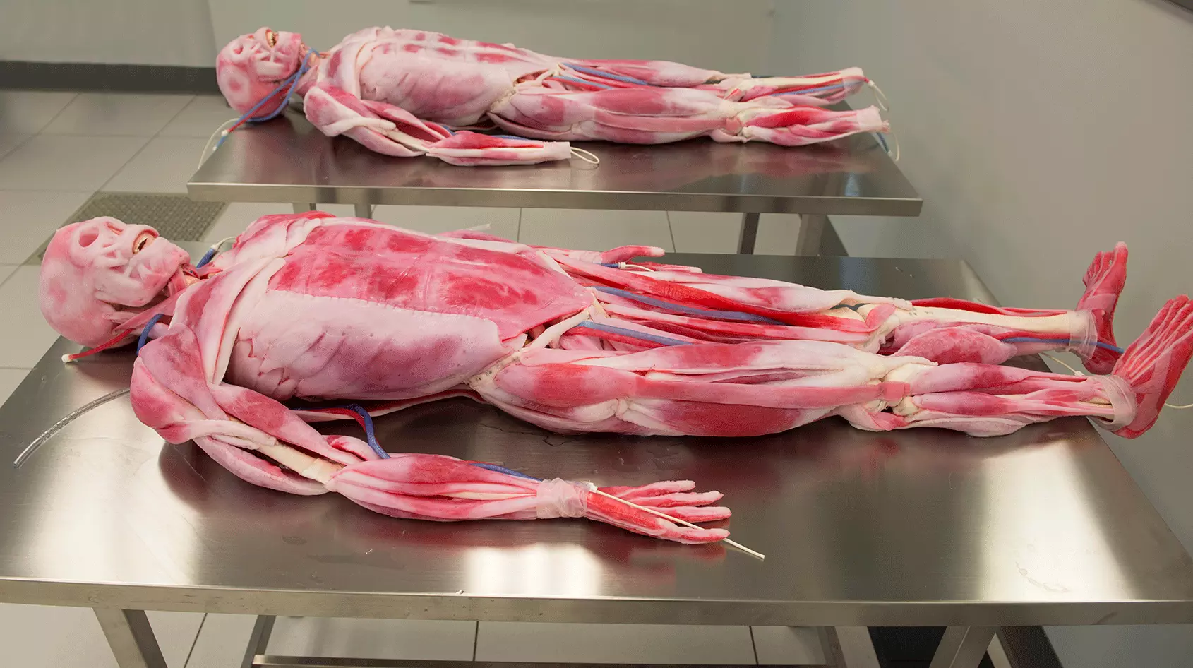 Med School ကျောင်းသားများသည် ဤ Synthetic Cadavers ဖြင့် 