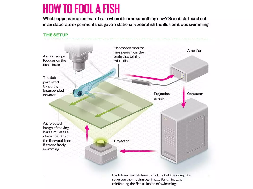 Hvordan en gennemsigtig fisk kan hjælpe med at afkode hjernen 50517_6
