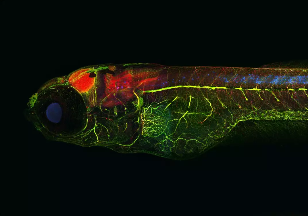 Kako prozirna riba može pomoći u dekodiranju mozga 50517_7