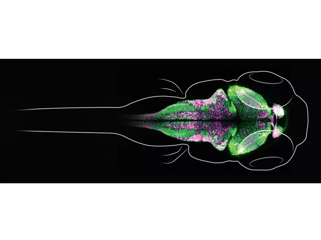 Kuinka läpinäkyvä kala voi auttaa purkamaan aivoja 50517_8