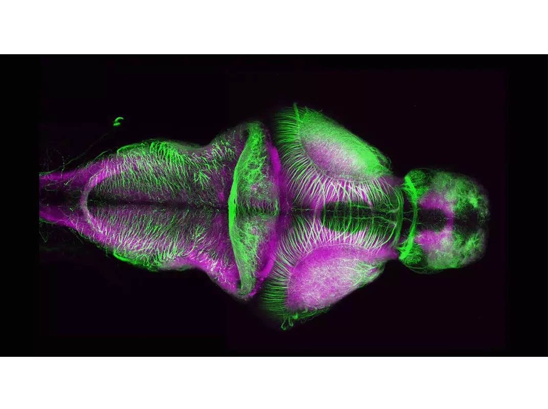 Kako prozirna riba može pomoći u dekodiranju mozga 50517_9