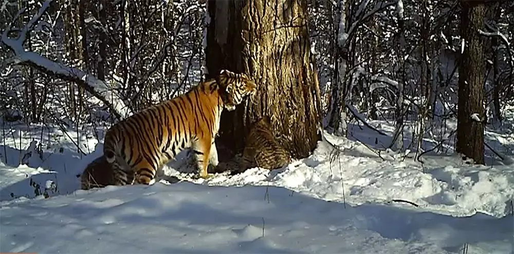 For første gang noensinne har en rehabilitert tiger født unger i naturen