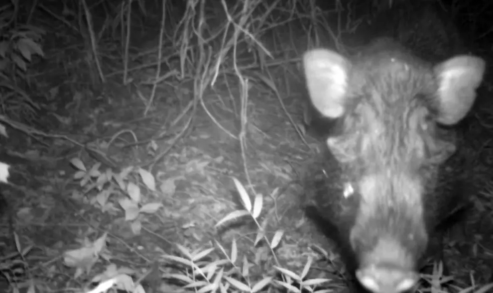 Tan-awa ang Talagsaon nga Footage sa Elusive Javan Warty Pig sa Wild