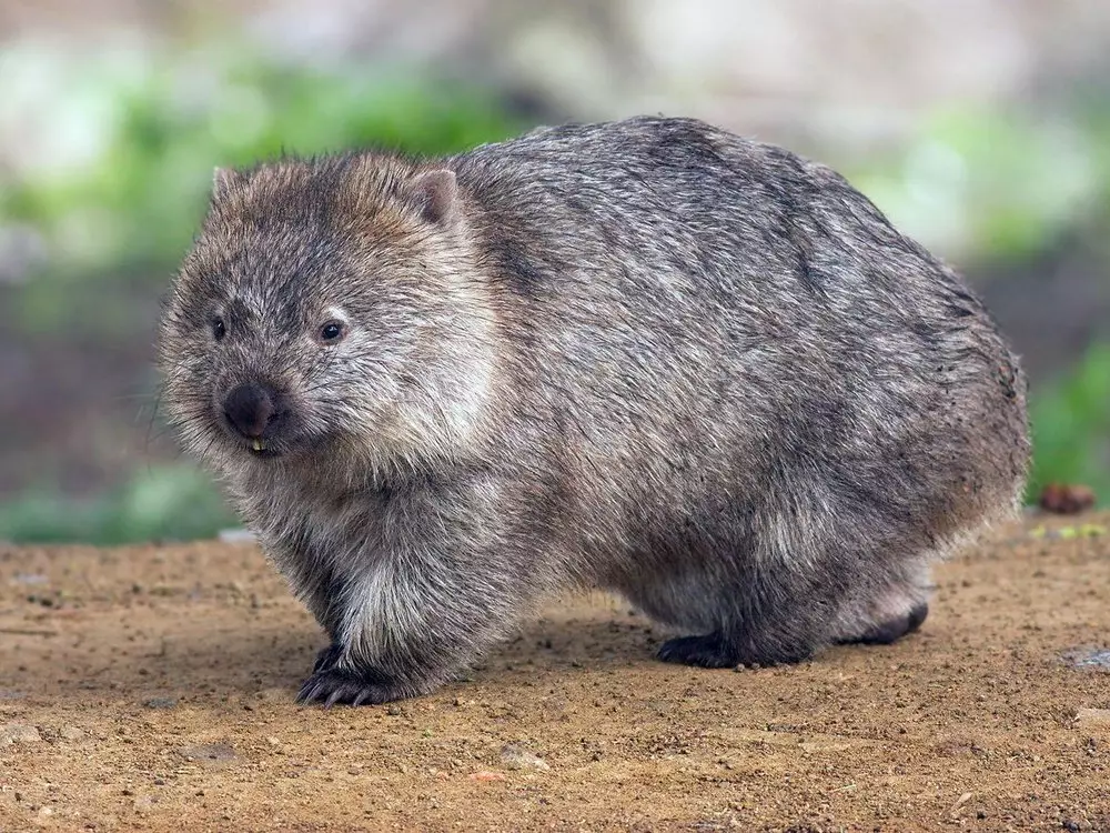 ເປັນຫຍັງ Wombats ເຮັດໃຫ້ Poos ຮູບຮ່າງ Cube