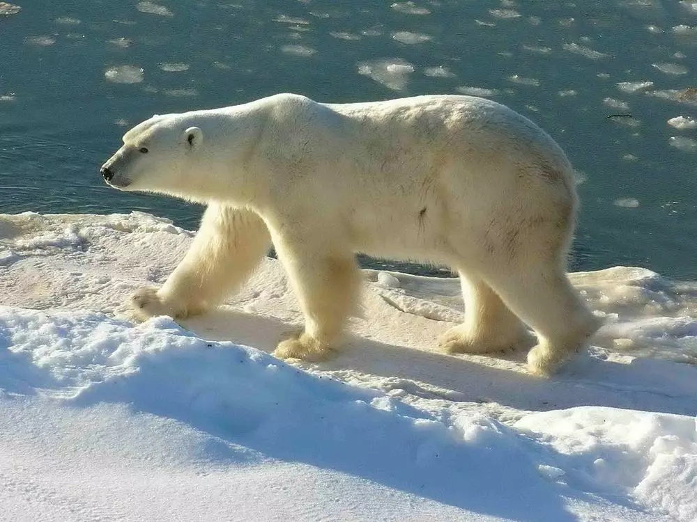 Haina Kunyanya Kunonoka Kuchengetedza Polar Bear