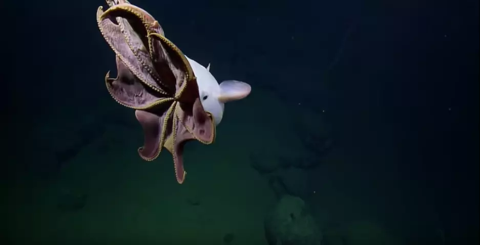 Sehen Sie seltene Aufnahmen des schwer fassbaren, ätherischen Dumbo-Oktopus