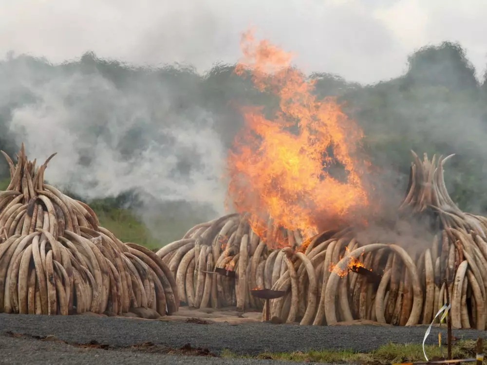 Hořící slonovina