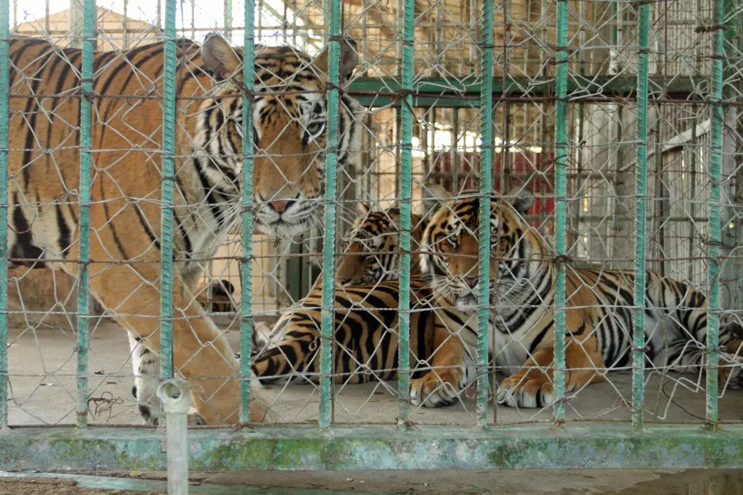 Farma tigrova