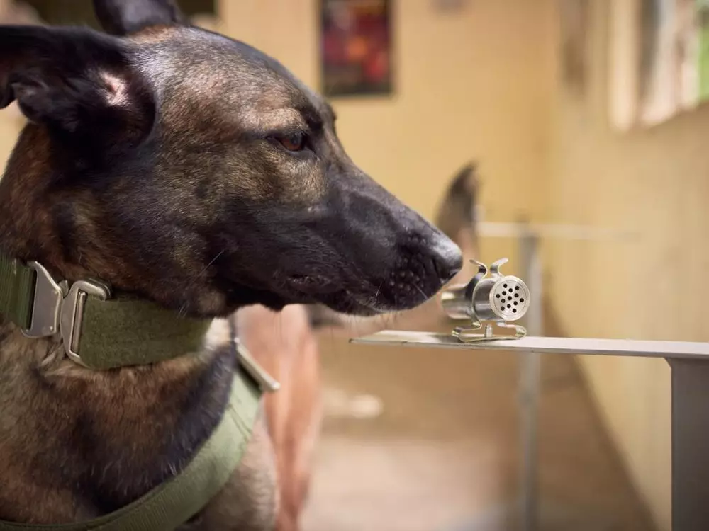 Sniffer Dogs Represent the Latest Weapon in the Fight Against the Illegal Ivory Trade