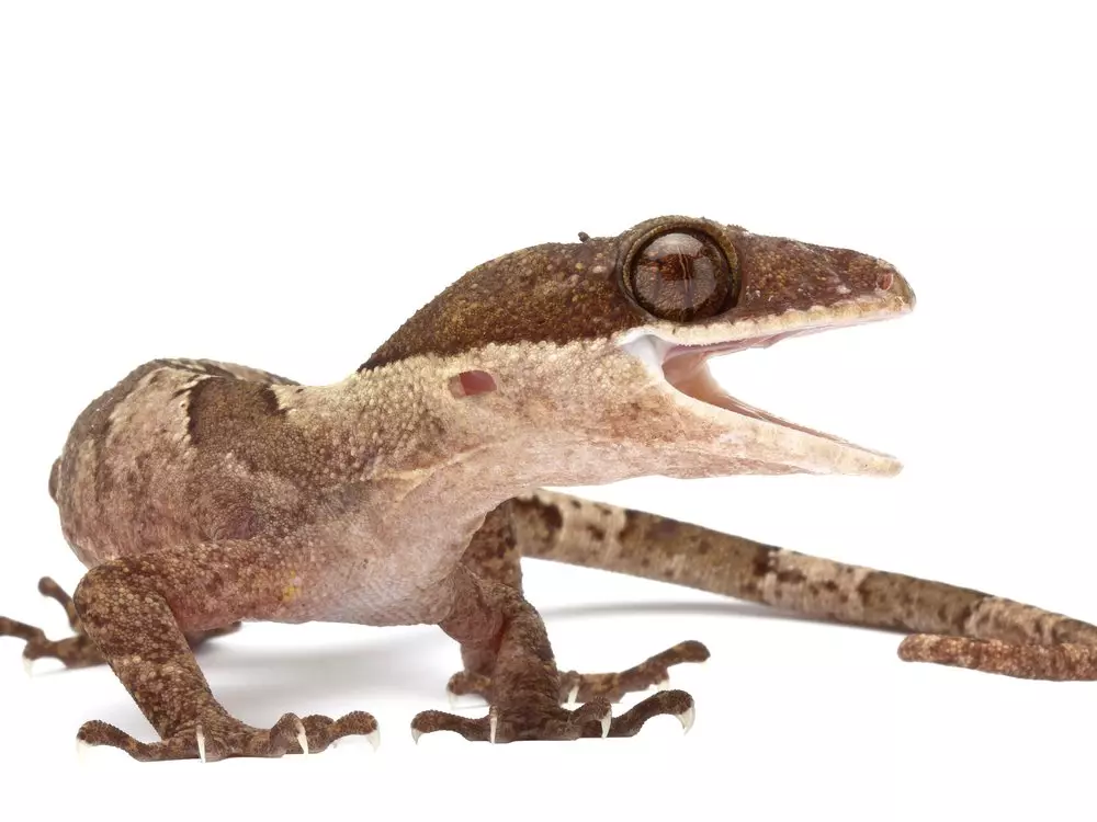 Këta Geckos Seksi janë të Humbur në Hapësirë