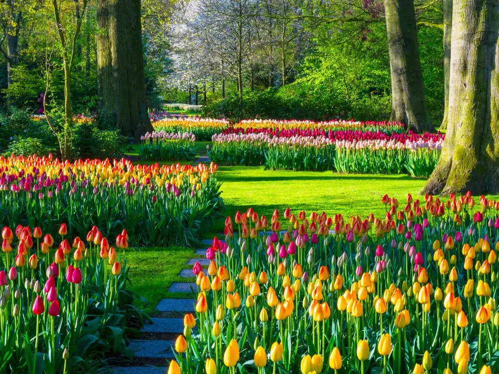 สวนดอกไม้เคอเคนฮอฟ ในเมืองลิซเซ่ ประเทศเนเธอร์แลนด์