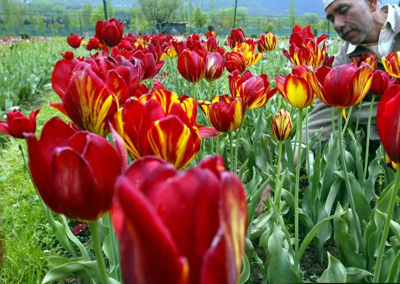 Wo Sie Tausende und Abertausende von Tulpen sehen können 50615_5