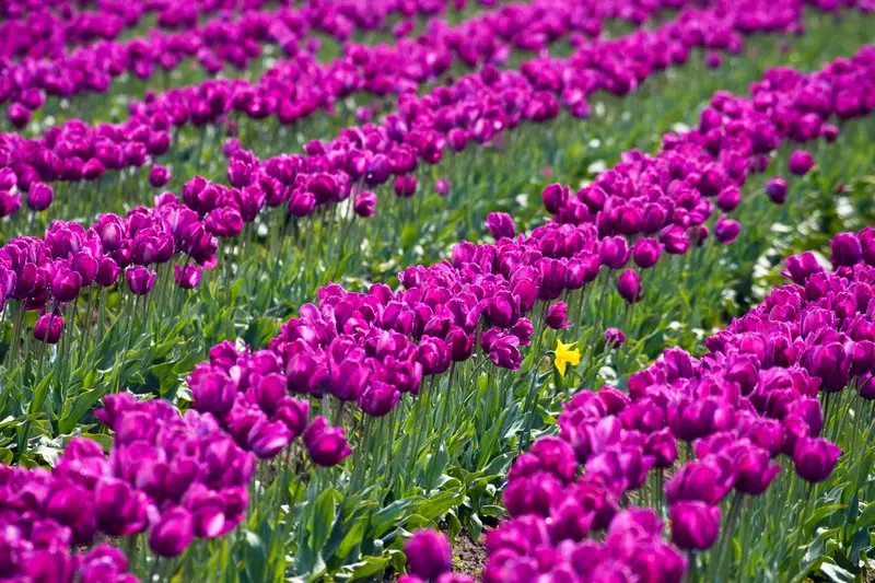Wo Sie Tausende und Abertausende von Tulpen sehen können 50615_7