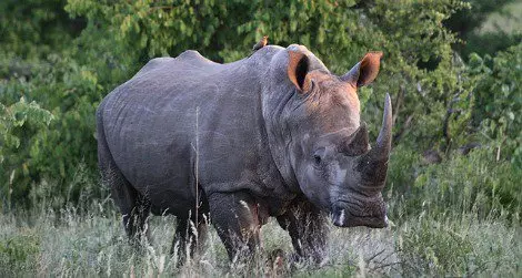Nosorożec biały w Parku Narodowym Krugera w RPA