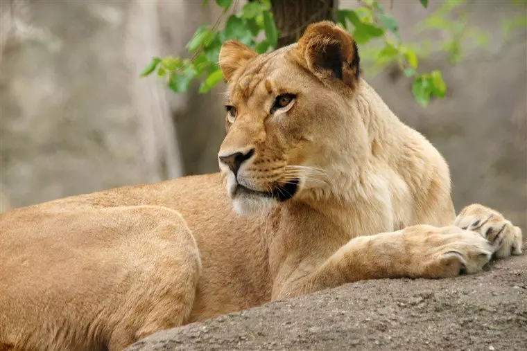 Lioness namono ny rain'ny zanany tamin'ny fanafihana tsy fahita firy tao amin'ny Zoo Indianapolis