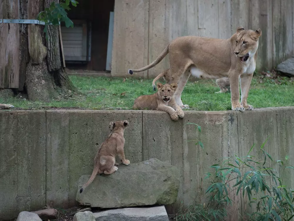 Zoo's vier leeuwenwelpen ontmoeten hun bewonderende fans