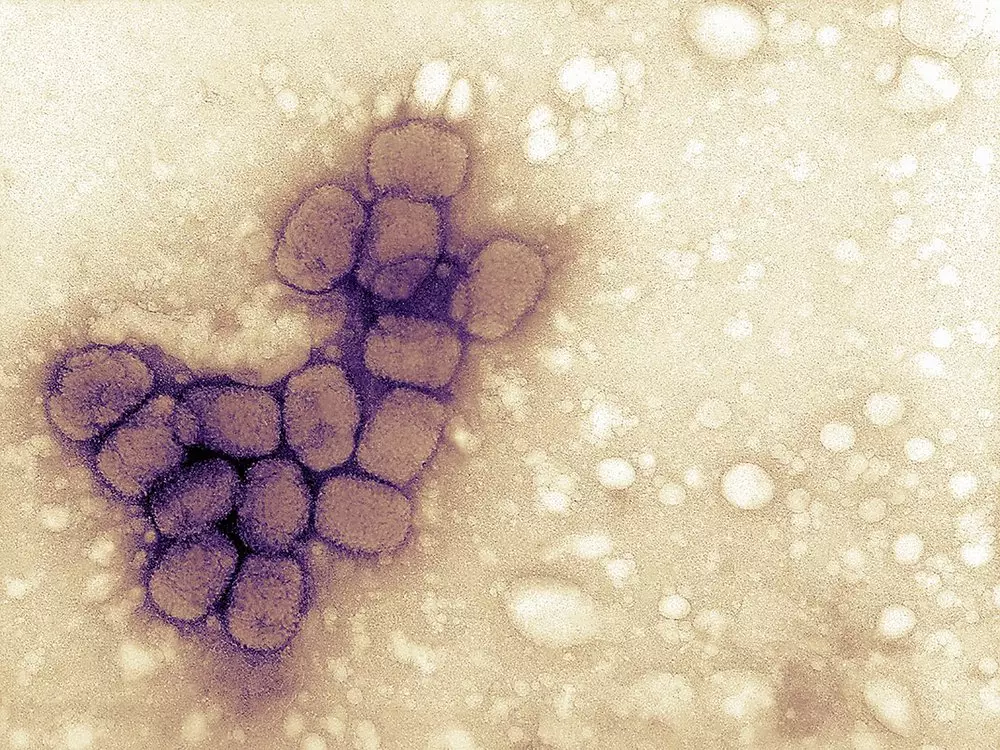 Virus variole