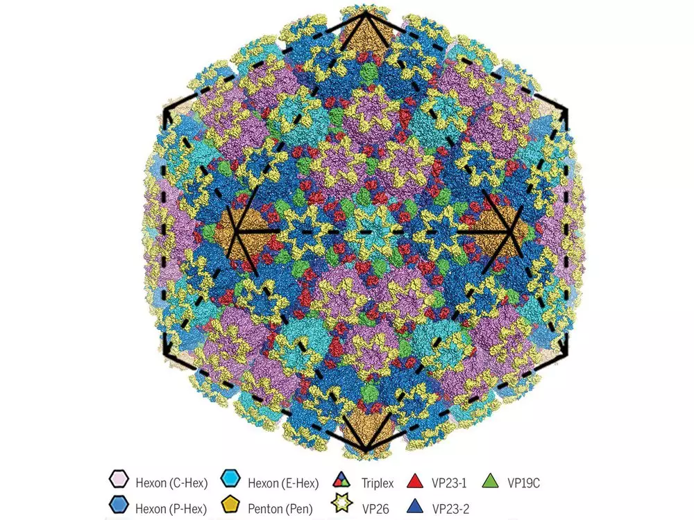 Herpes Jẹ Iru Lẹwa, Lori Ipele Molecular