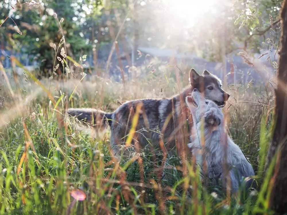 FOTOGRAFII: Un sanctuar pentru lupi