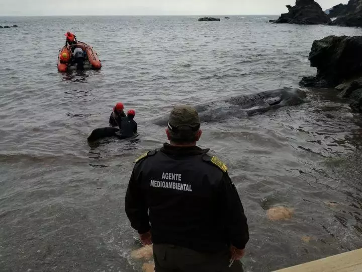 Dead Sperm Whale Had 64 Pounds of Trash in Its Digestive System