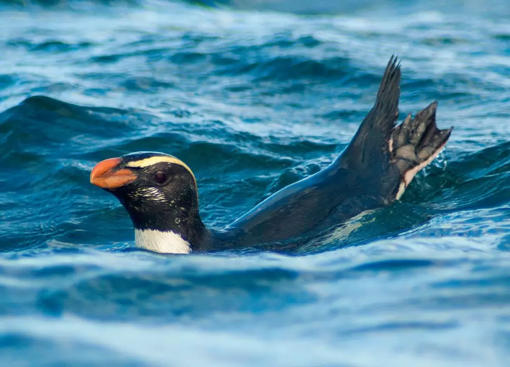 Penguin Selandia Baru Nggawe Epik, Ora Ana gunane, Nglangi menyang Samudra Kidul