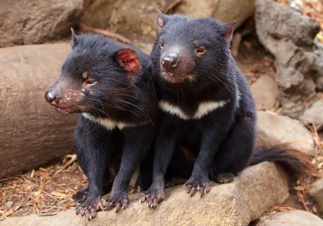 En Australia, Curiosity® realmente matará aos gatos salvaxes 50785_3