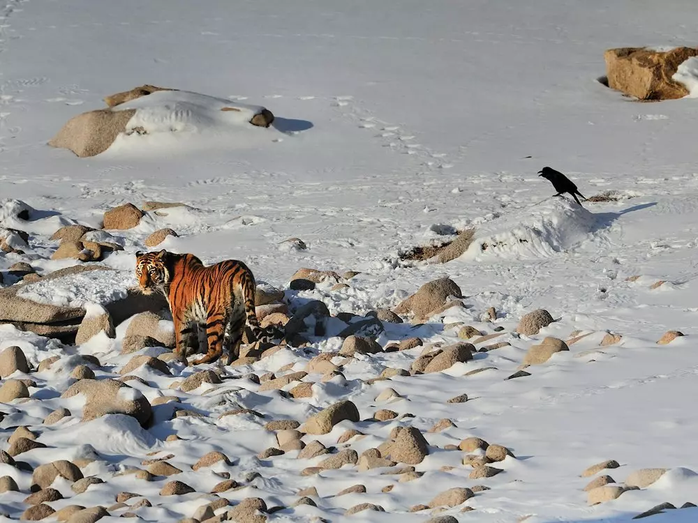 Tista' t-Tiger Siberjana tagħmel Rimonta?