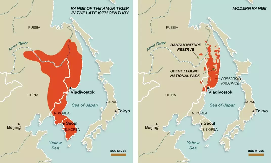 Може ли сибирският тигър да се върне?