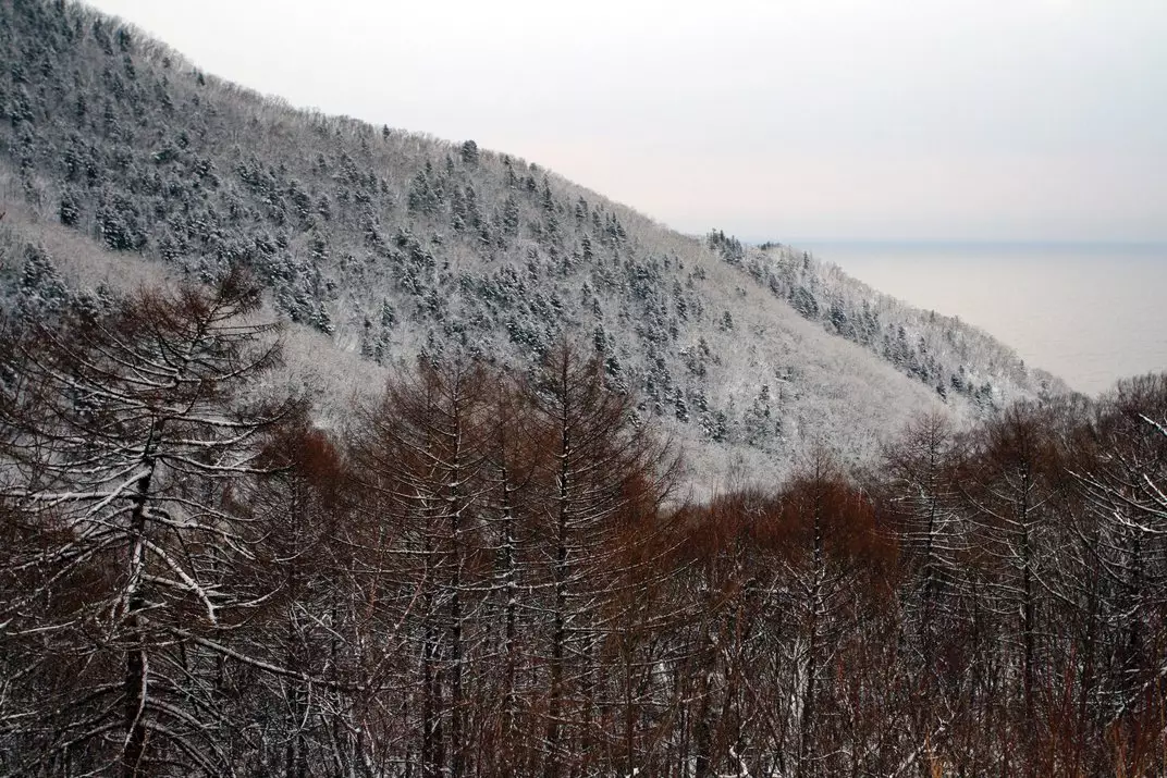 Bisakah Harimau Siberia Kembali? 50799_3