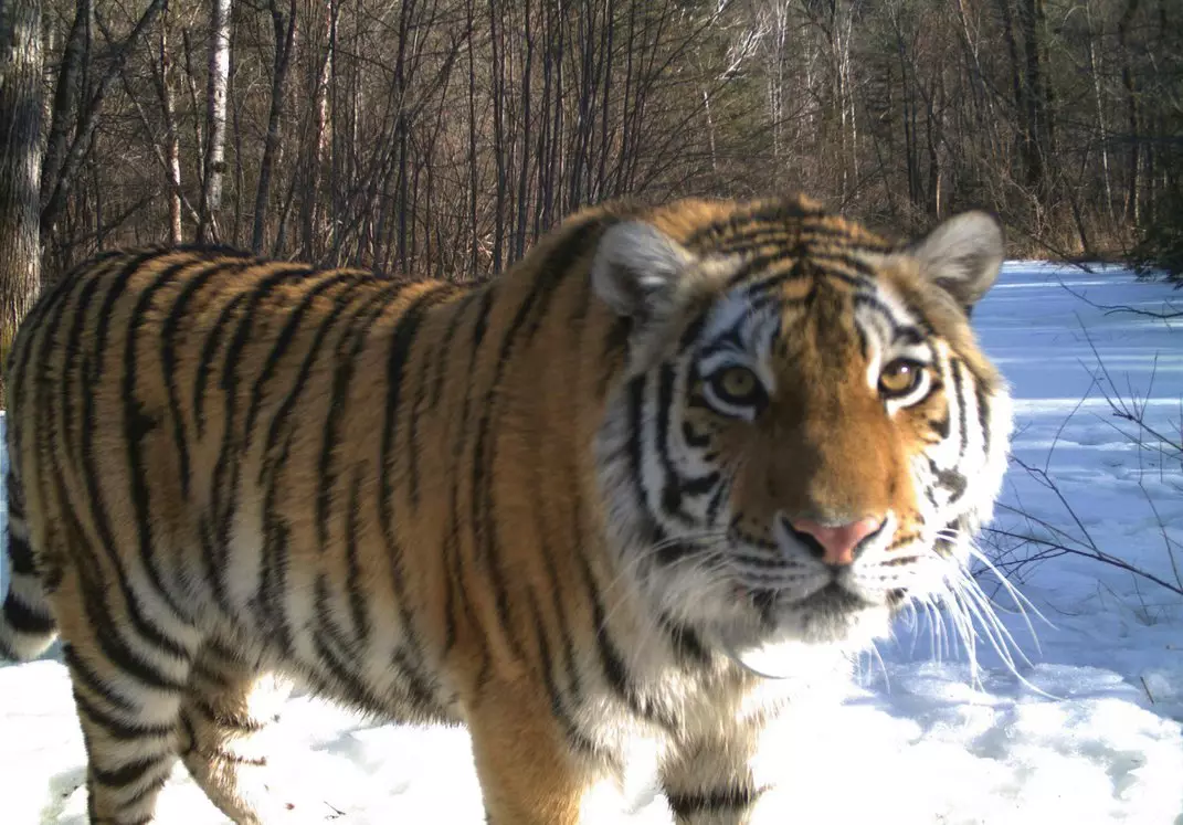 ¿Puede el tigre siberiano hacer una reaparición? 50799_6