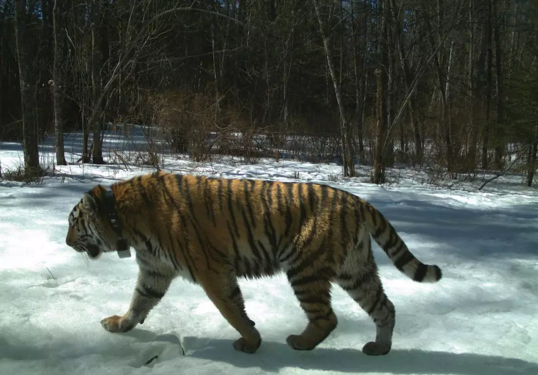 Njẹ Tiger Siberia le Ṣe Pada? 50799_7