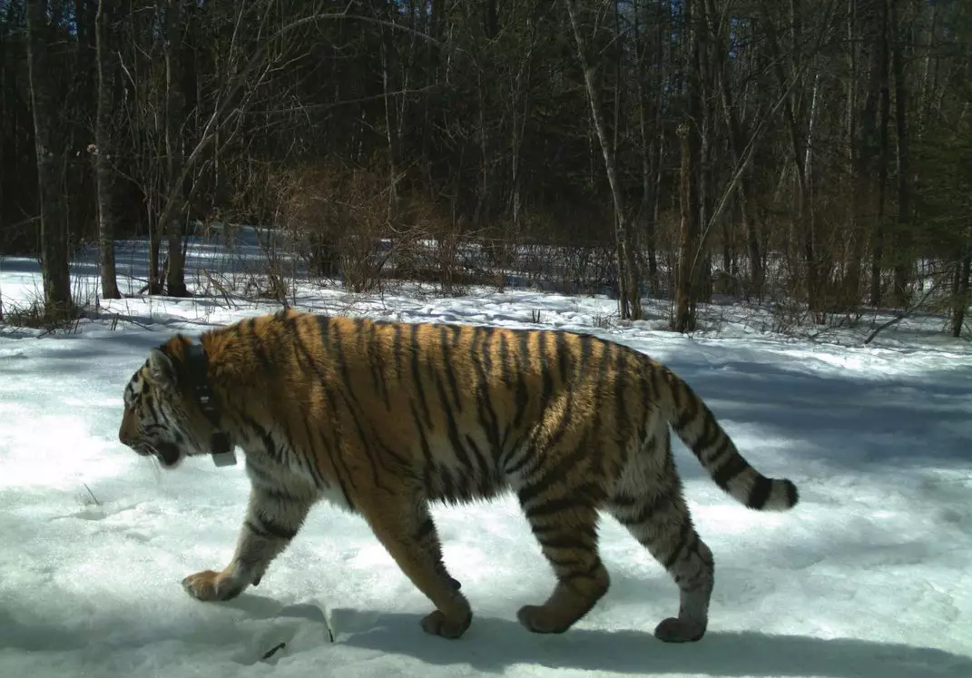 O tigre siberiano pode voltar? 50799_7