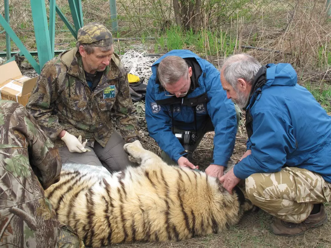 Èske Tig nan Siberian fè yon reaparisyon? 50799_8