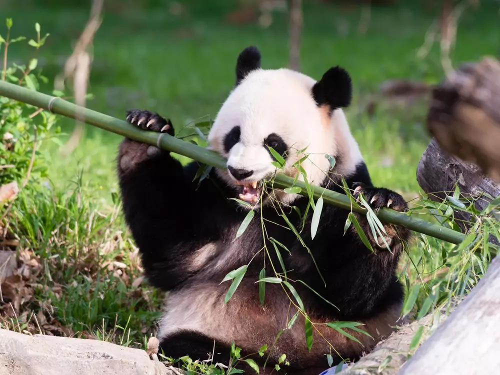 Mei Xiang disfruta del bambú