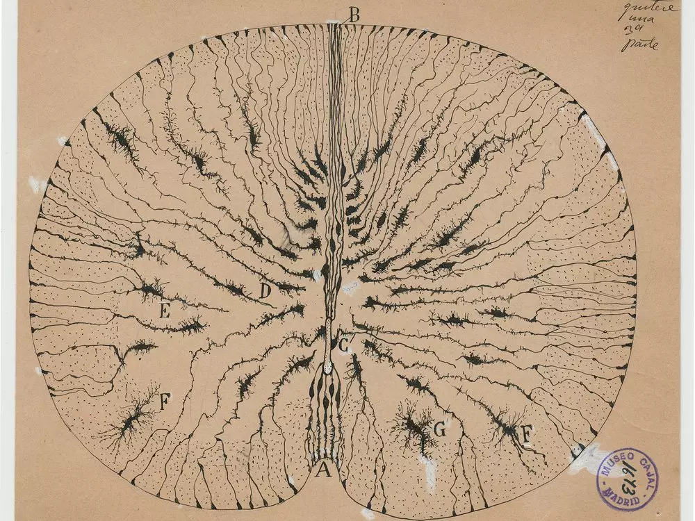 Ikusi Neurozientzia Modernoaren sortzailearen garunaren barne funtzionamendua artearen bidez ikusteko modu berezia