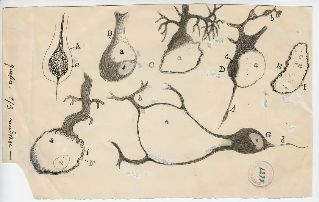 Veja a maneira única de olhar do fundador da neurociência moderna para o funcionamento interno do cérebro através da arte 50815_2