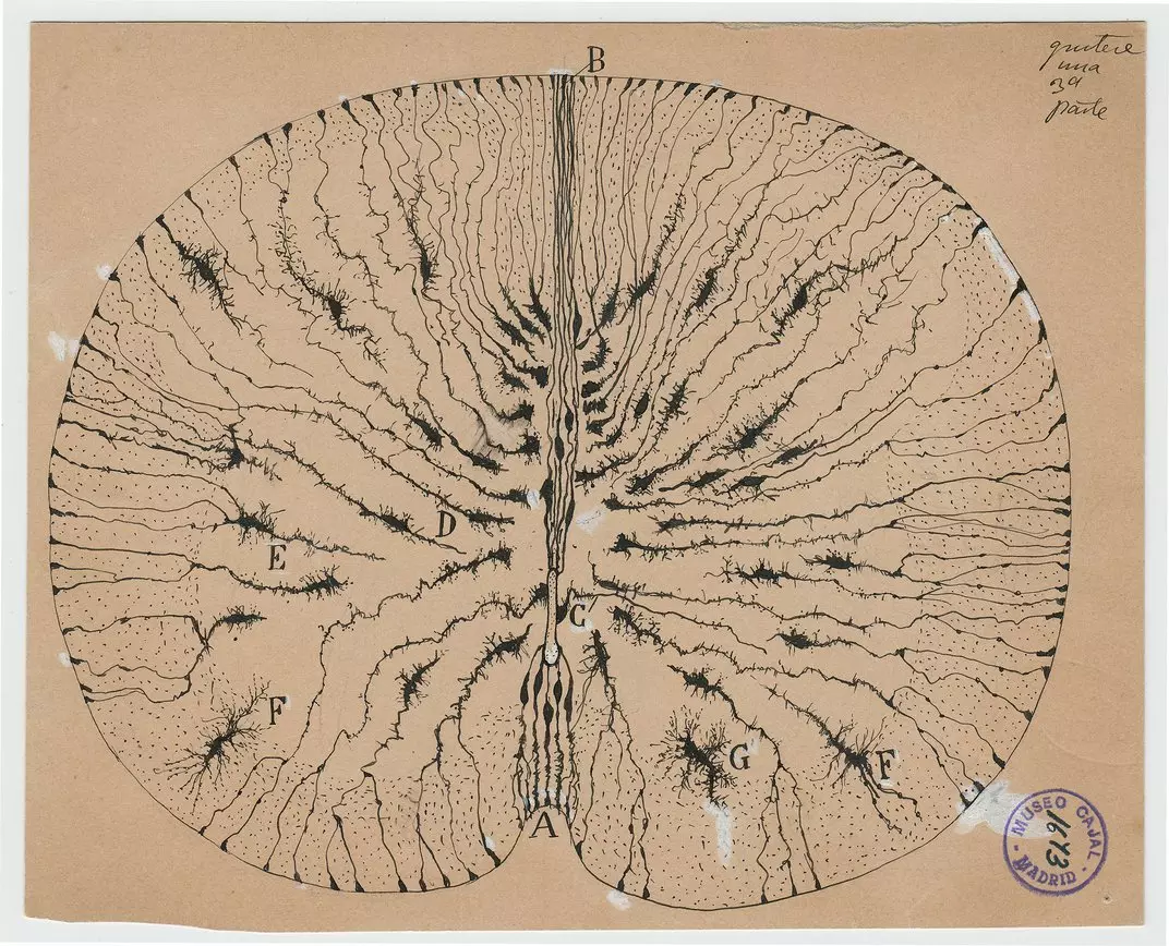 Veja a maneira única de olhar do fundador da neurociência moderna para o funcionamento interno do cérebro através da arte 50815_3