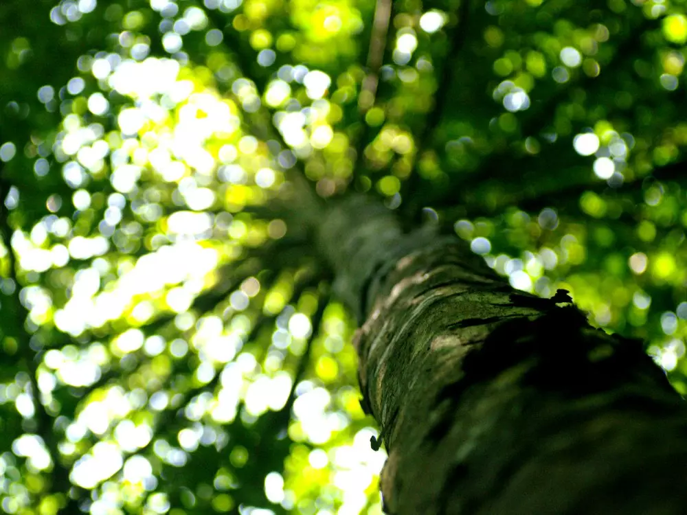 Sisa Serbuk Sari Tumbuhan Prasejarah Mengungkapkan Bahwa Manusia Membentuk Hutan 11.000 Tahun Yang Lalu