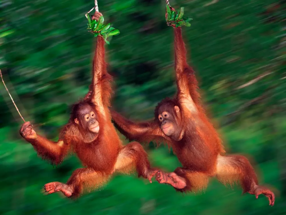 Orangutani