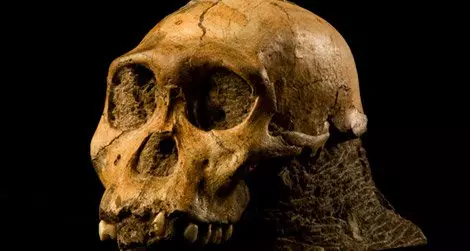 O cranio de Australopithecus sediba