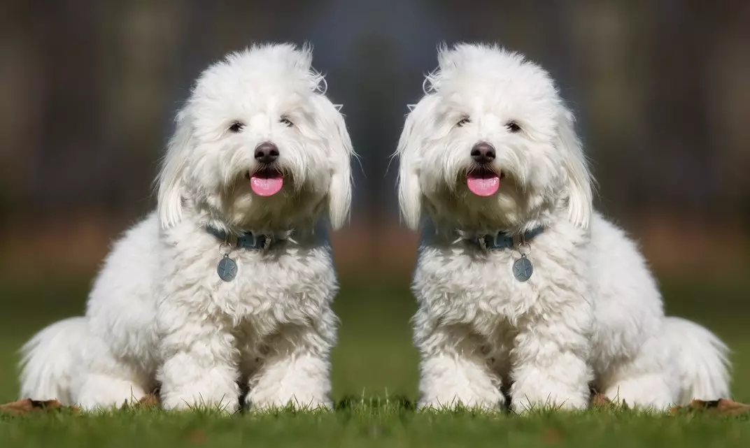Arsyet e vërteta pse nuk duhet të klononi qenin tuaj