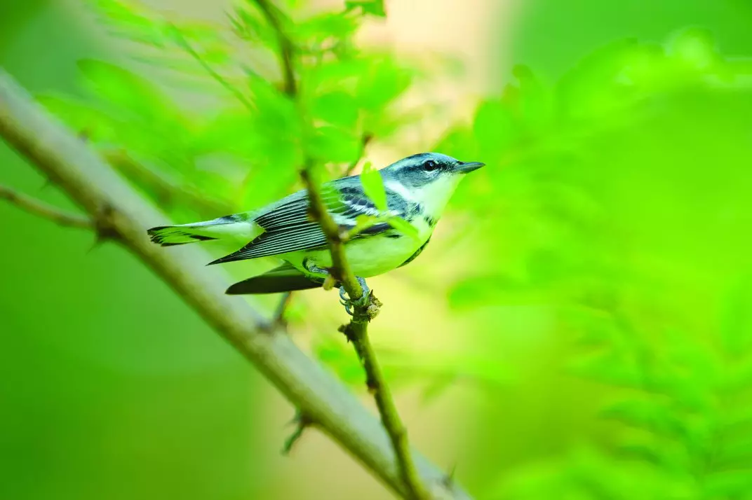 Laporan Terluas yang Pernah Ada di American Birds Mengatakan Ada Alasan untuk Kekhawatiran 51040_3