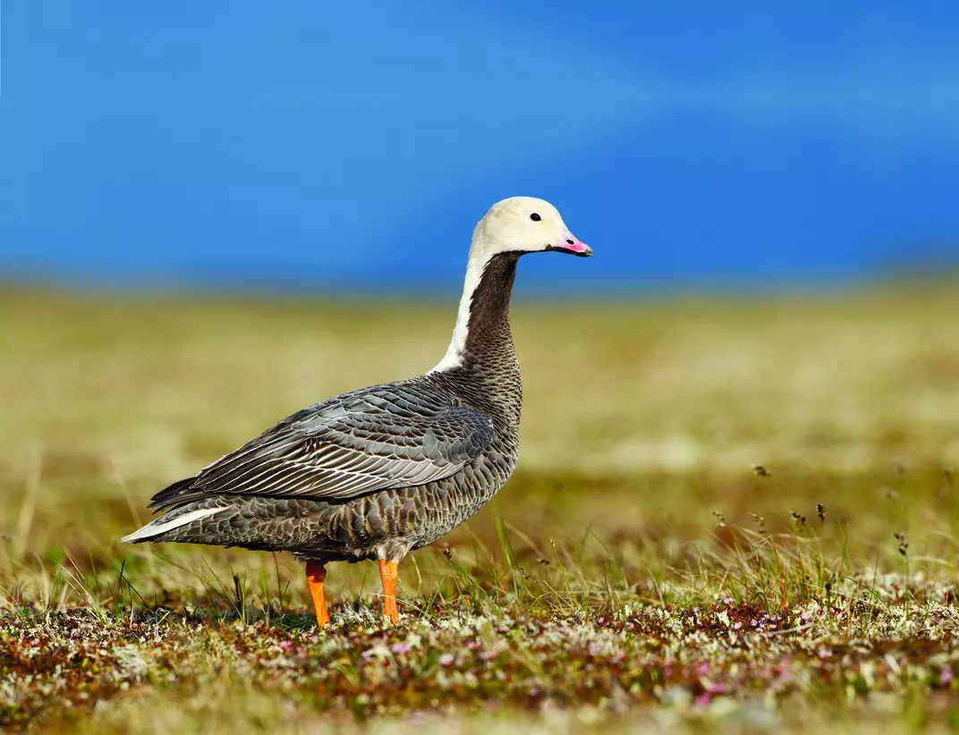 Sinasabi ng Pinakamalawak na Ulat sa American Birds na May Dahilan para sa Pag-aalala 51040_4