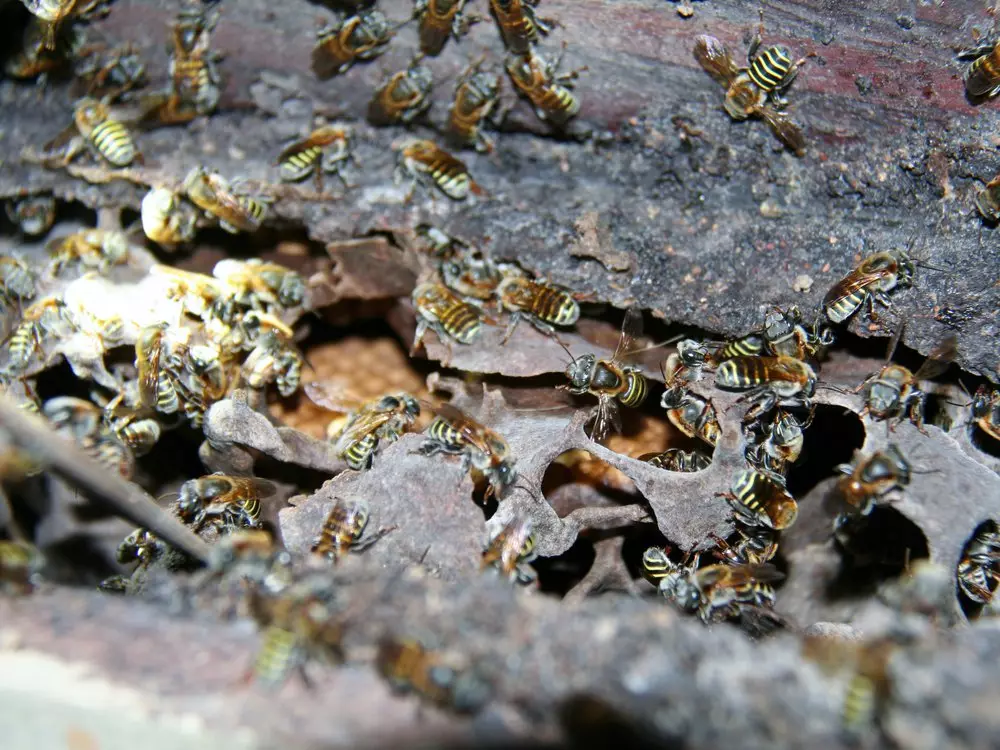 Bees-Honey-Making-Stingless