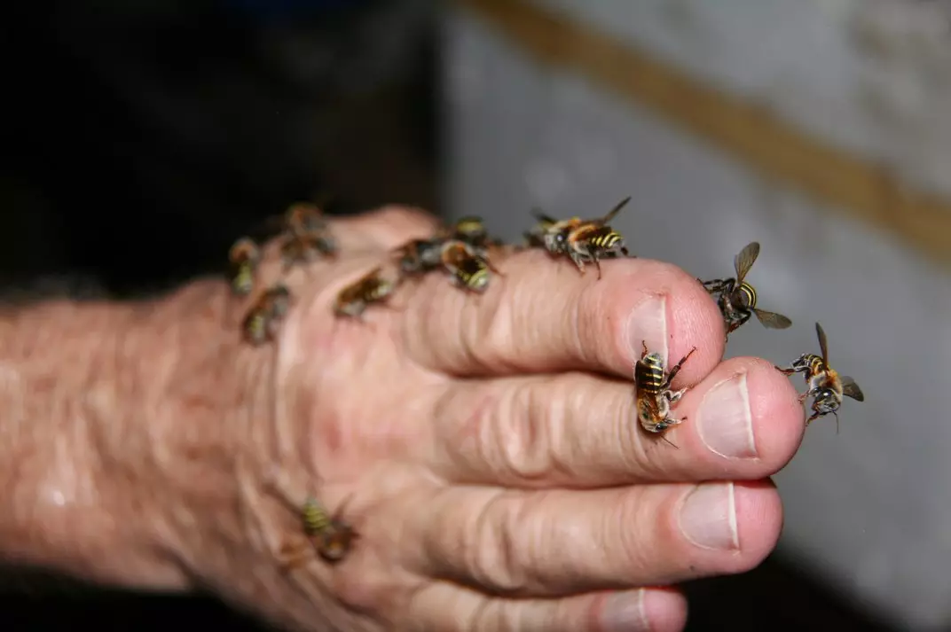 Bees-In-Hand
