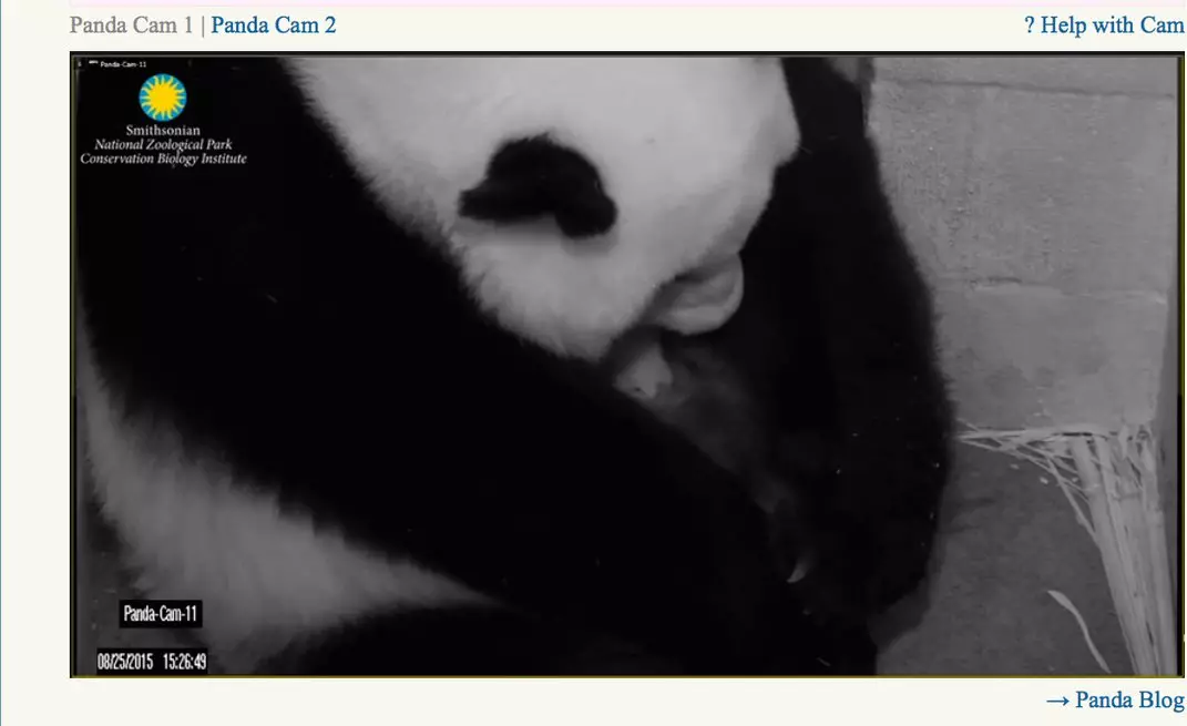 Cluiche Panda Cam