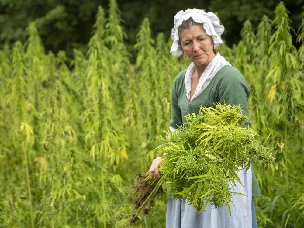 Hemp Jorj Waşingtonyň fermasyna gaýdyp gelýär